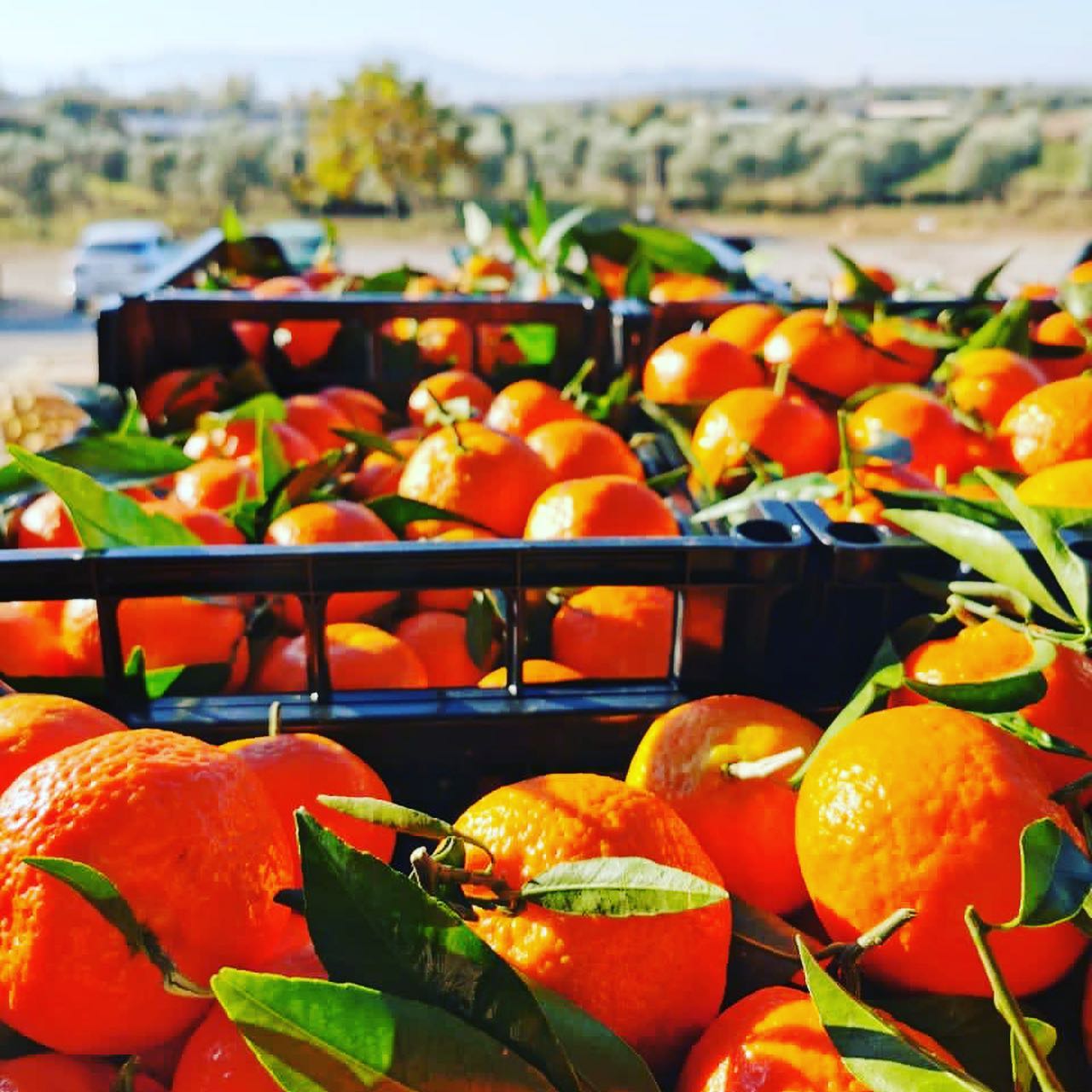 Depozite de fructe din germania in cautare de personal calificat ...