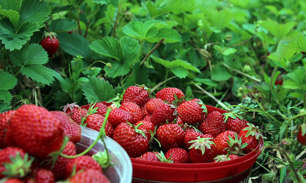 Angajam personal necalificat pentru campania de cules de capsuni in ...