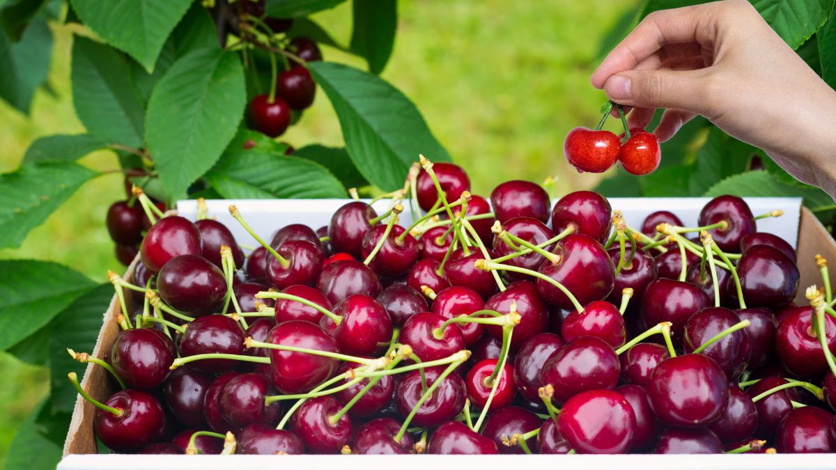 Angajam personal pentru campania de cules/sortat/ambalat cirese in ...