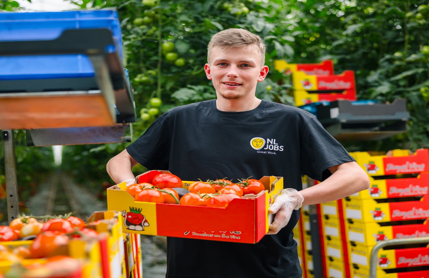 Angajam personal pentru a lucra in: sere, pepiniere, plantat seminte ...