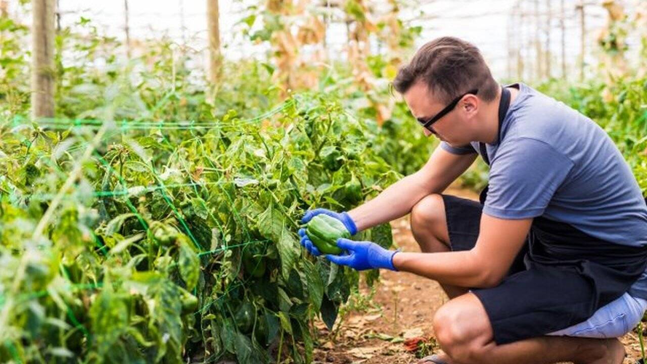 Angajam personal pentru cules de legume/fructe in Austria 2400 ...